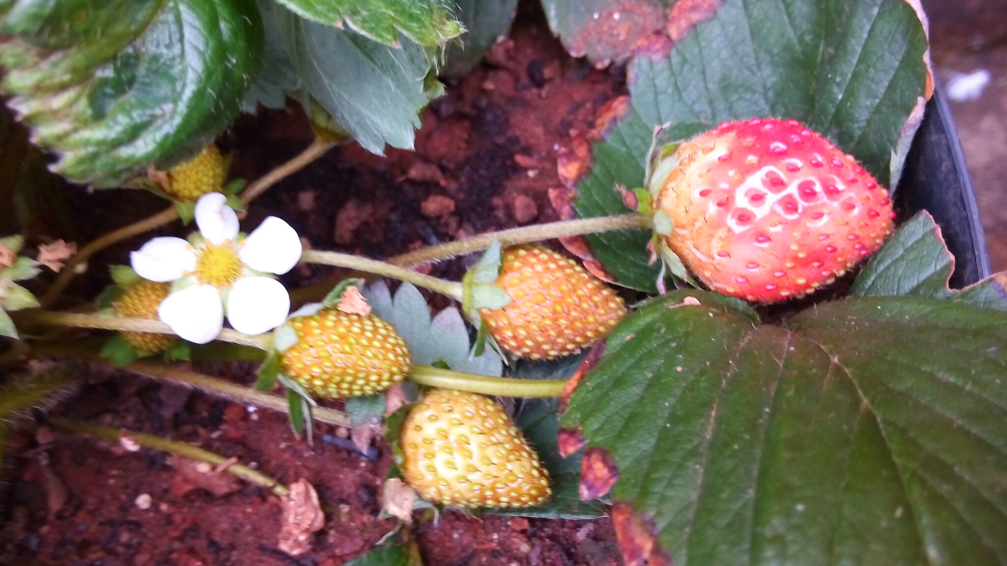 Como plantar morango em casa no vasinho por mergulhia